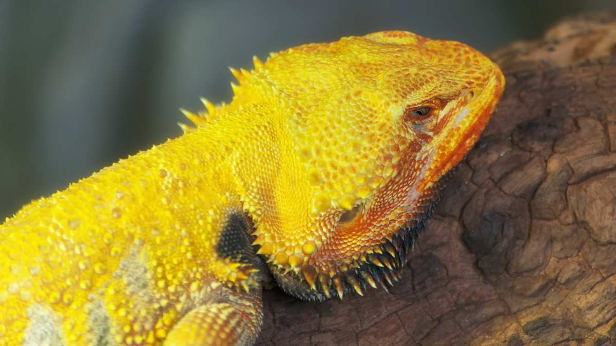 Types of Bearded Dragons » Learn Different Types, Colors, & Species