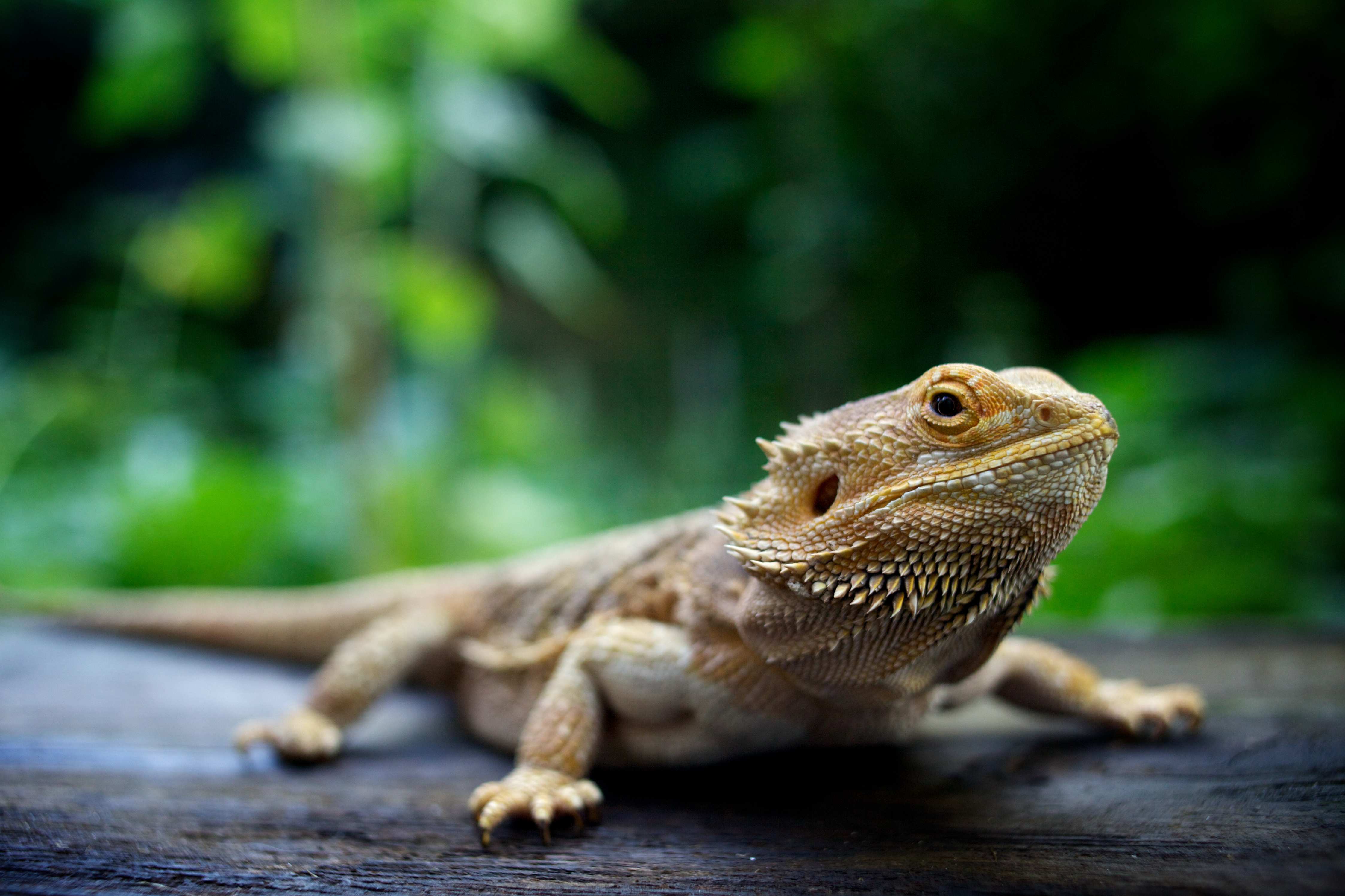 Fun Bearded Dragon Facts & Information